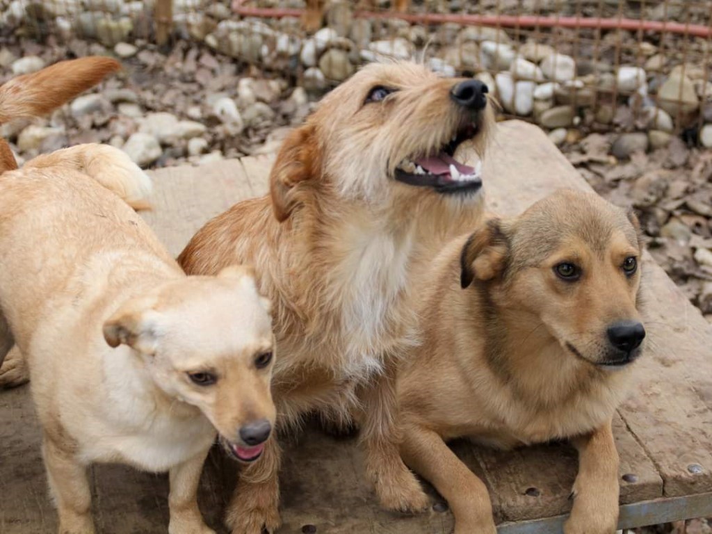 Unsere Hunde | Stray Dogs Bosnien e. V.