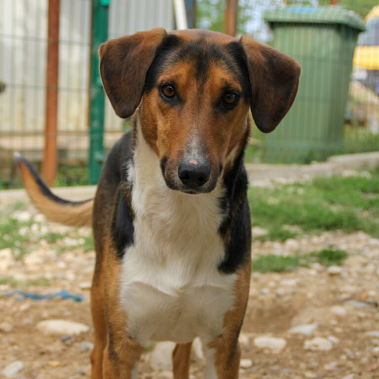 Unsere Hunde 🐶 | Stray Dogs Bosnien e. V.