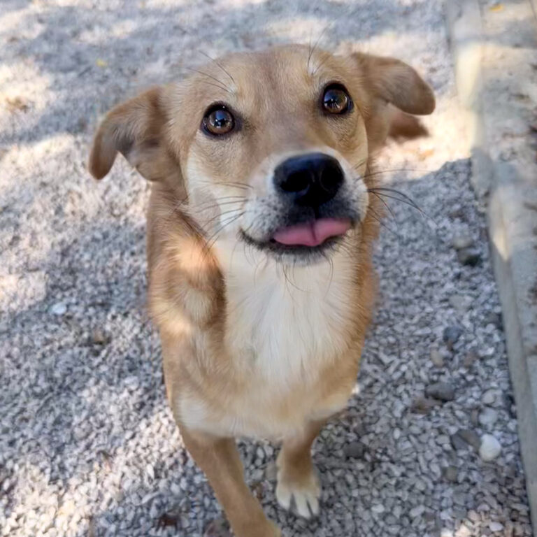 Unsere Hunde 🐶 | Stray Dogs Bosnien e. V.