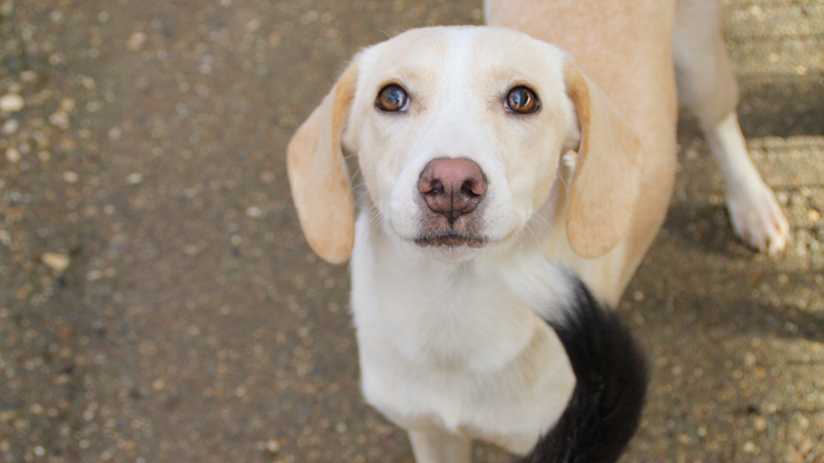 Magdalena 🐕 | Stray Dogs Bosnien e. V.