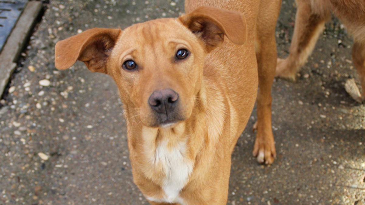 Mira | Stray Dogs Bosnien e. V.