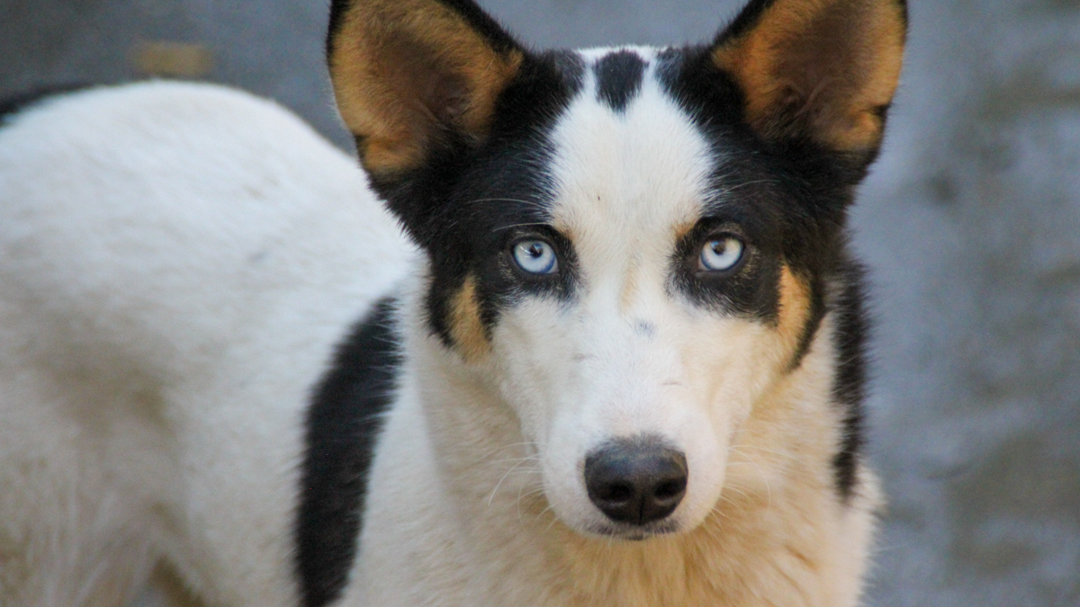 Sasaki 🐕 | Stray Dogs Bosnien e. V.