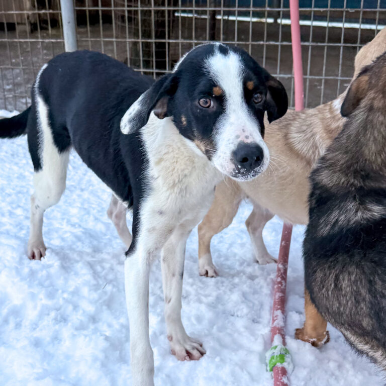 Unsere Hunde 🐶 | Stray Dogs Bosnien e. V.