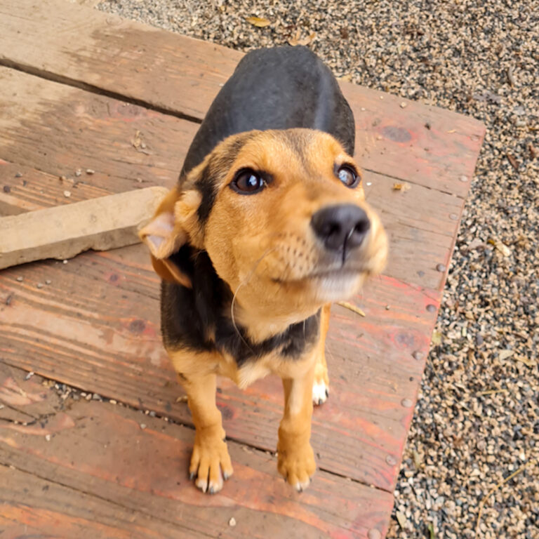 Unsere Hunde 🐶 | Stray Dogs Bosnien e. V.