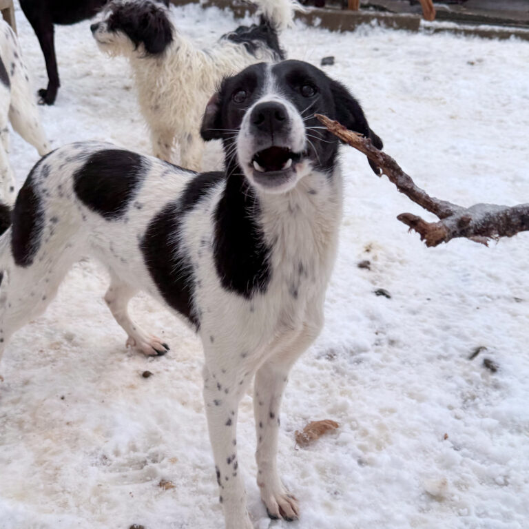 Unsere Hunde 🐶 | Stray Dogs Bosnien e. V.