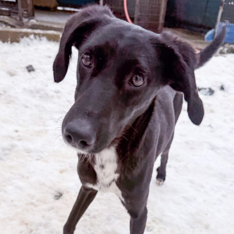 Unsere Hunde 🐶 | Stray Dogs Bosnien e. V.