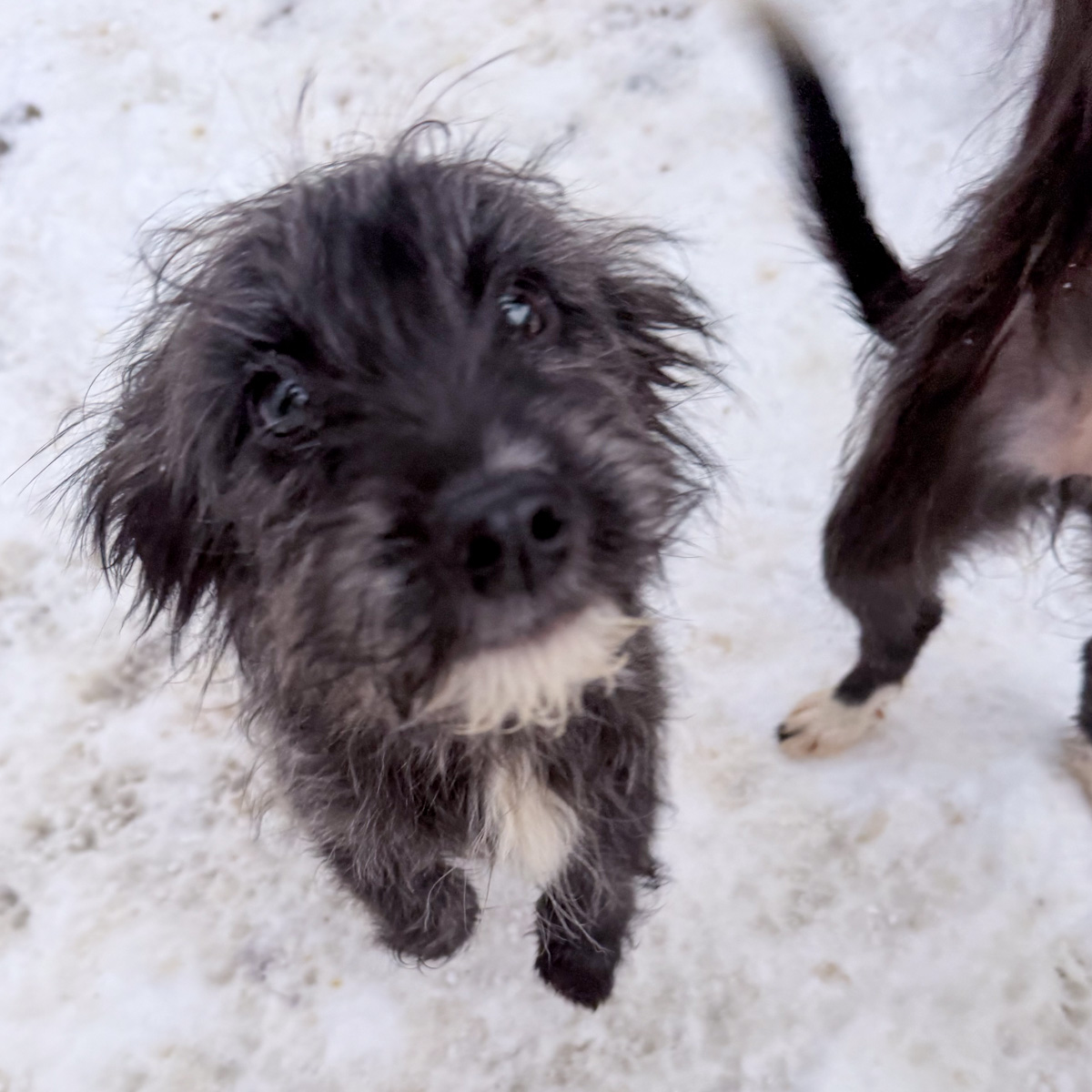Unsere Hunde 🐶 | Stray Dogs Bosnien e. V.