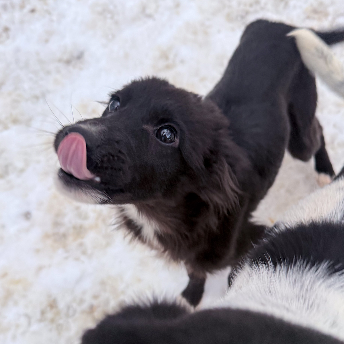 Unsere Hunde 🐶 | Stray Dogs Bosnien e. V.