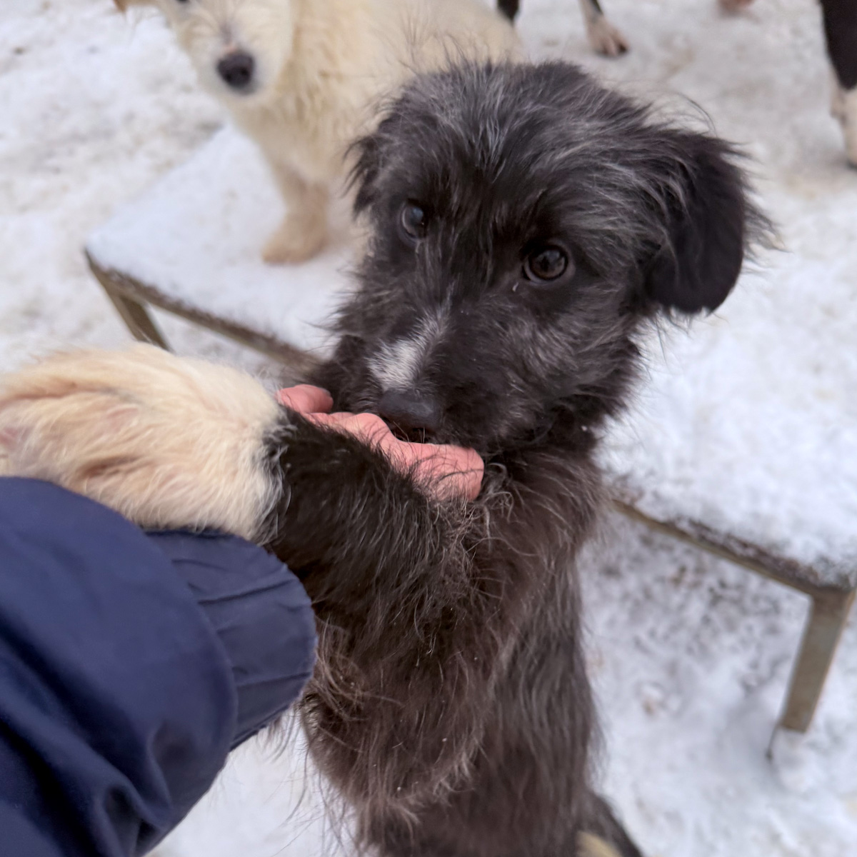 Unsere Hunde 🐶 | Stray Dogs Bosnien e. V.