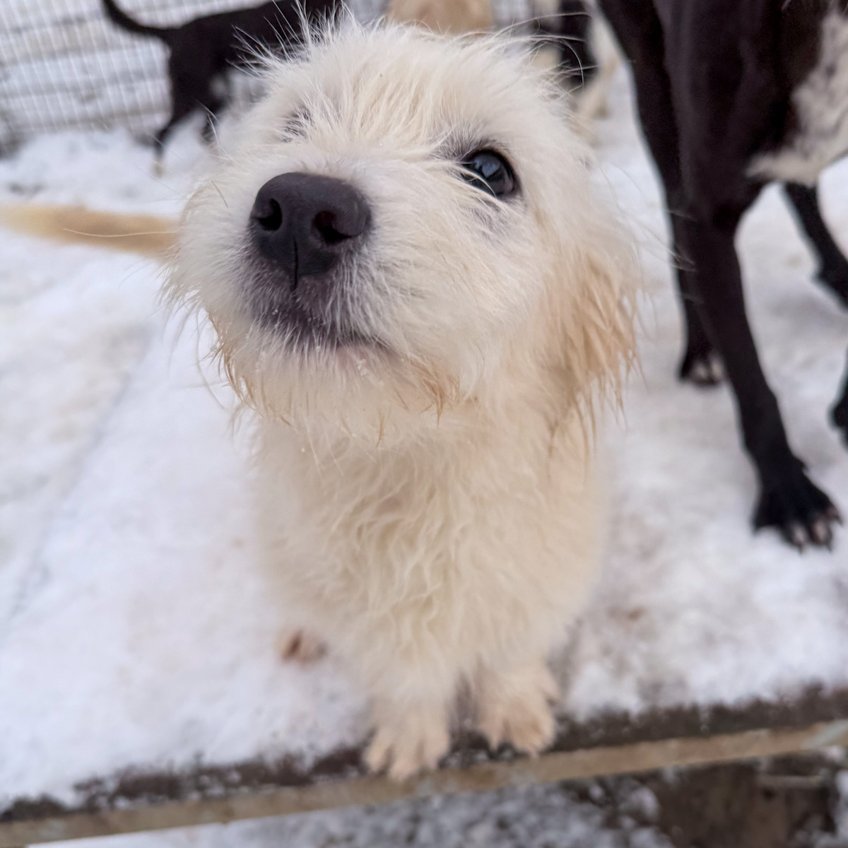 Unsere Hunde 🐶 | Stray Dogs Bosnien e. V.