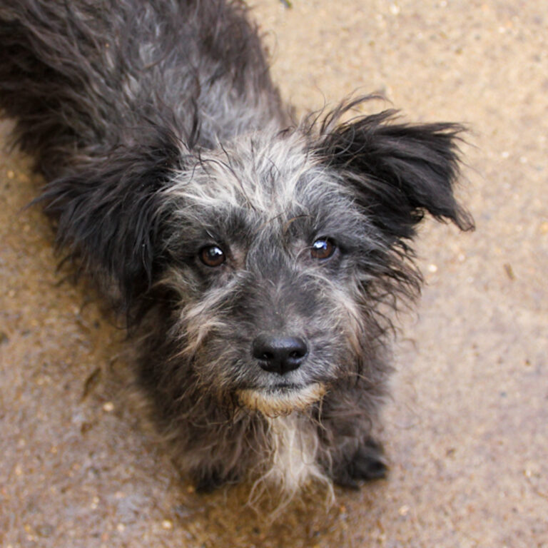 Unsere Hunde 🐶 | Stray Dogs Bosnien e. V.