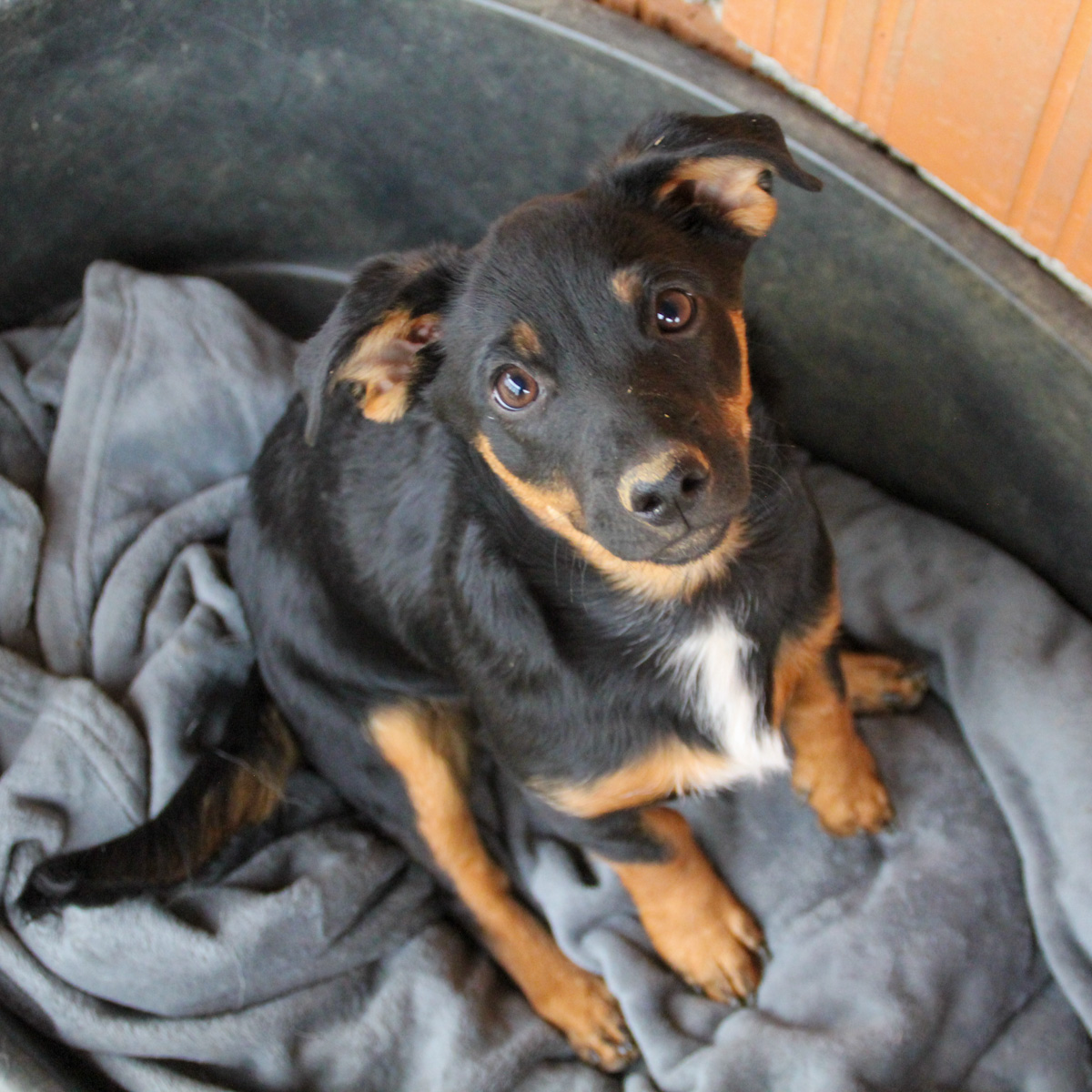 Unsere Hunde 🐶 | Stray Dogs Bosnien e. V.