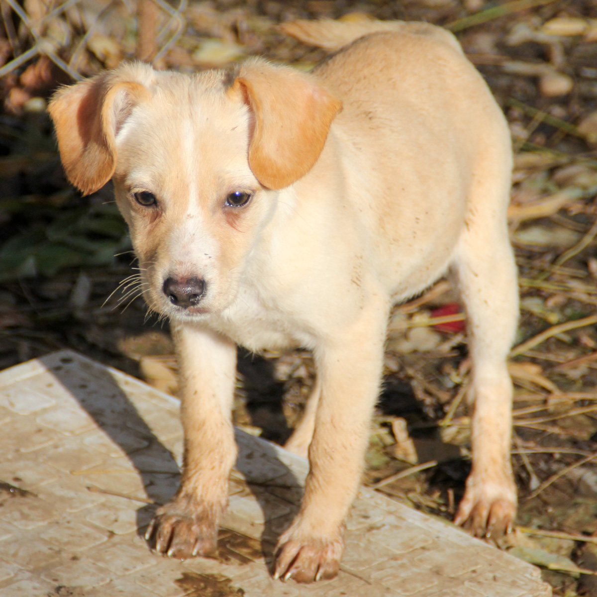 Unsere Hunde 🐶 | Stray Dogs Bosnien e. V.