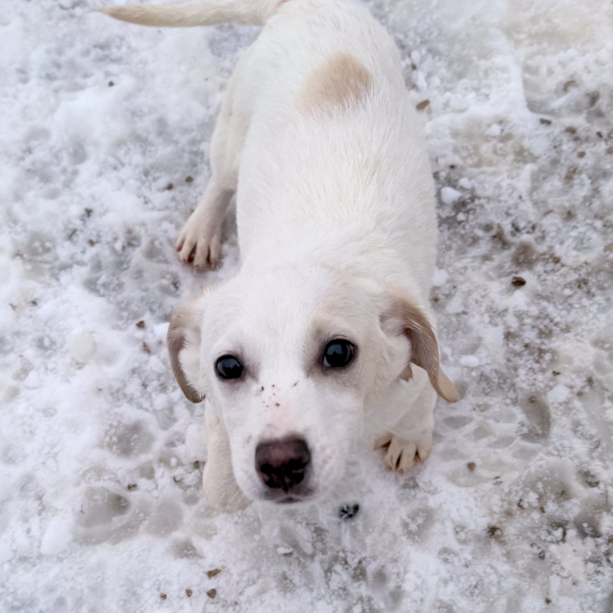 Unsere Hunde 🐶 | Stray Dogs Bosnien e. V.
