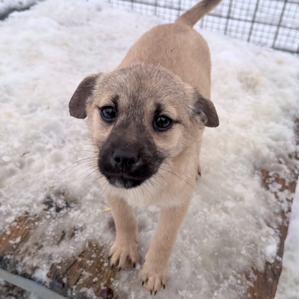 Unsere Hunde 🐶 | Stray Dogs Bosnien e. V.