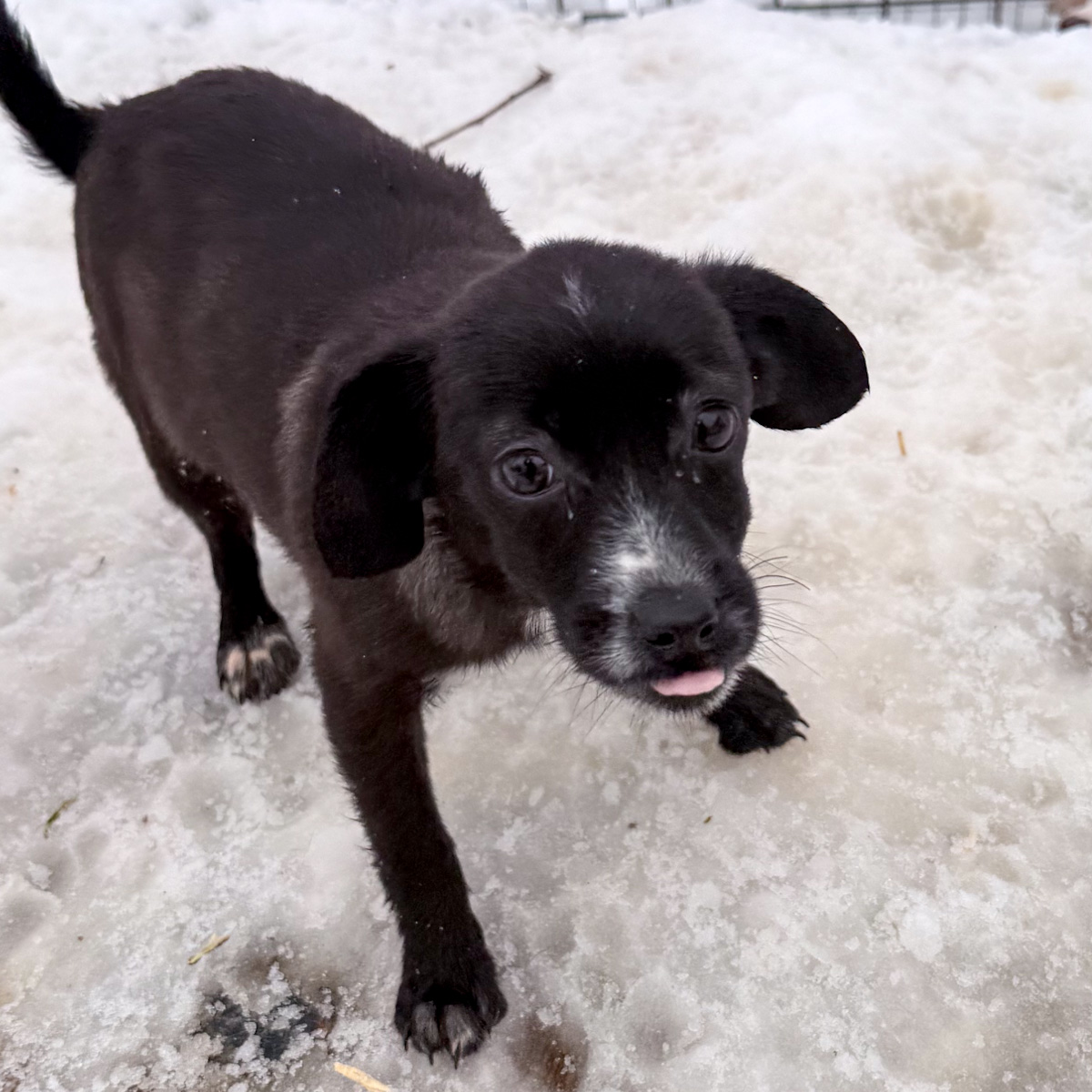 Unsere Hunde 🐶 | Stray Dogs Bosnien e. V.