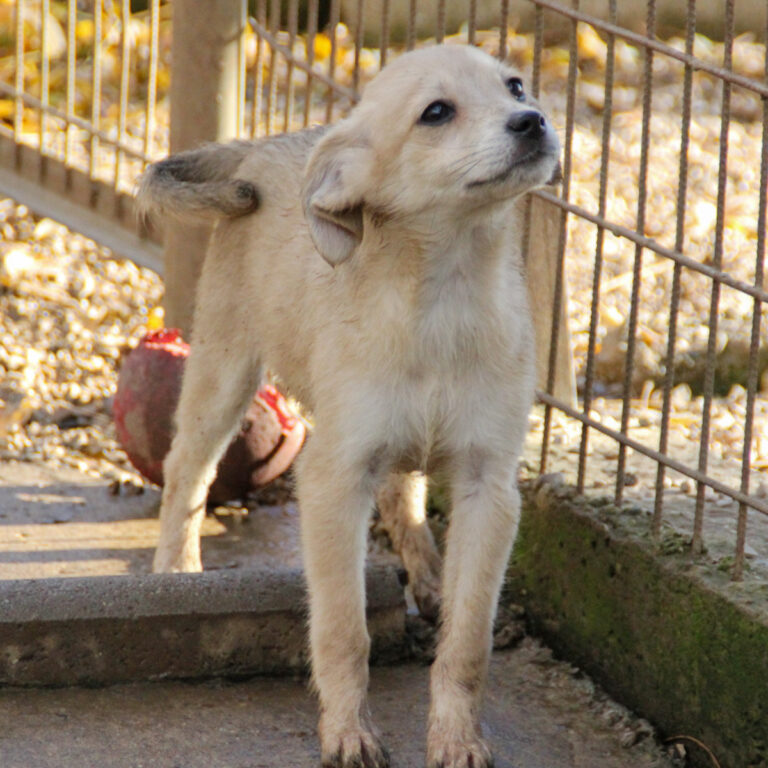 Unsere Hunde 🐶 | Stray Dogs Bosnien e. V.
