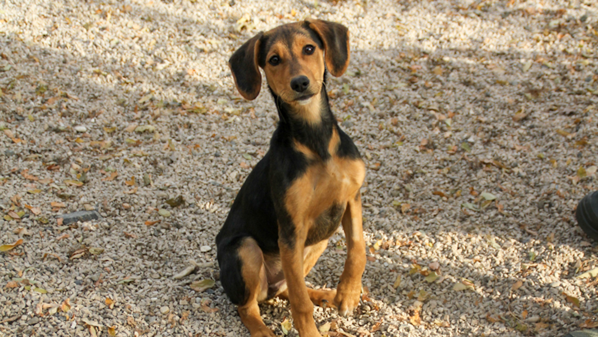 Future 🐕 | Stray Dogs Bosnien e. V.