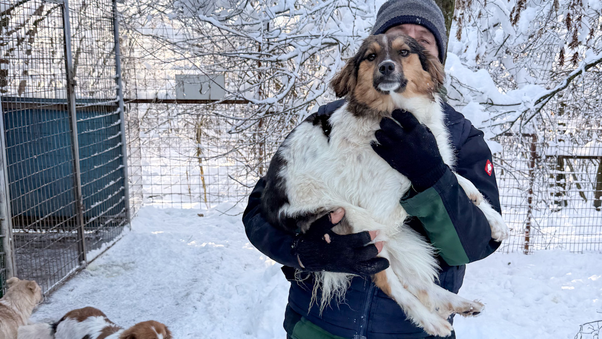 Juliana 🐕 | Stray Dogs Bosnien e. V.