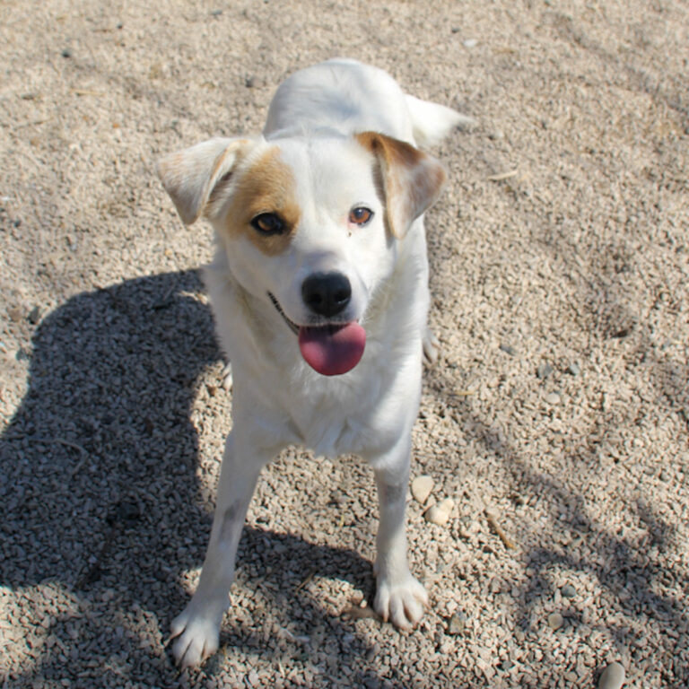 Unsere Hunde 🐶 | Stray Dogs Bosnien e. V.