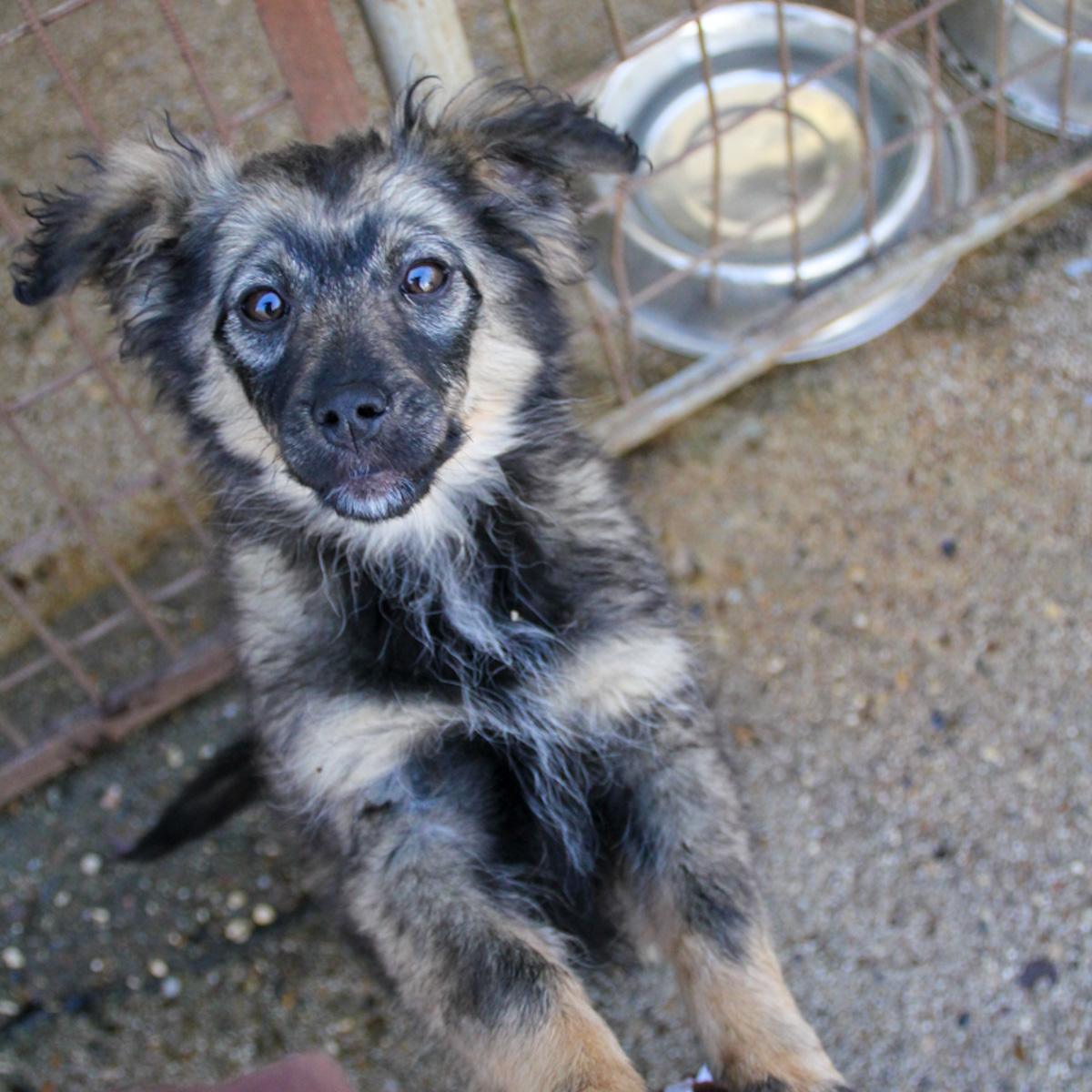 Unsere Hunde 🐶 | Stray Dogs Bosnien e. V.
